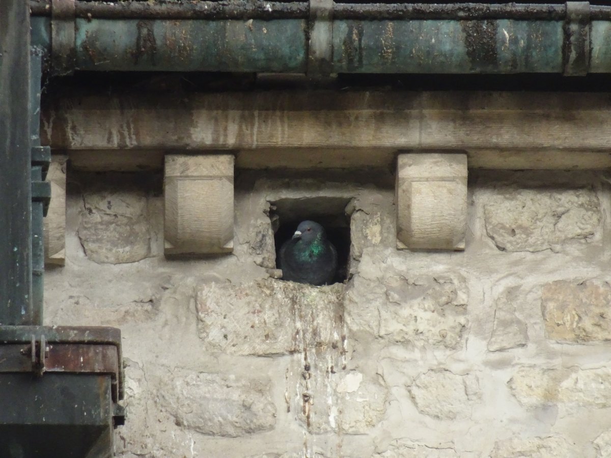 Pigeons - Biodiversité dans le bâti