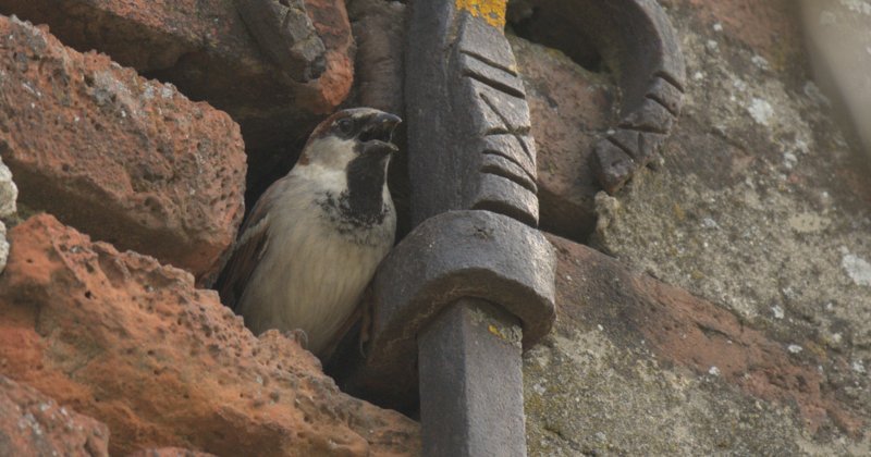 M02.R. Rejointoyer partiellement un mur pour valoriser les interstices ...